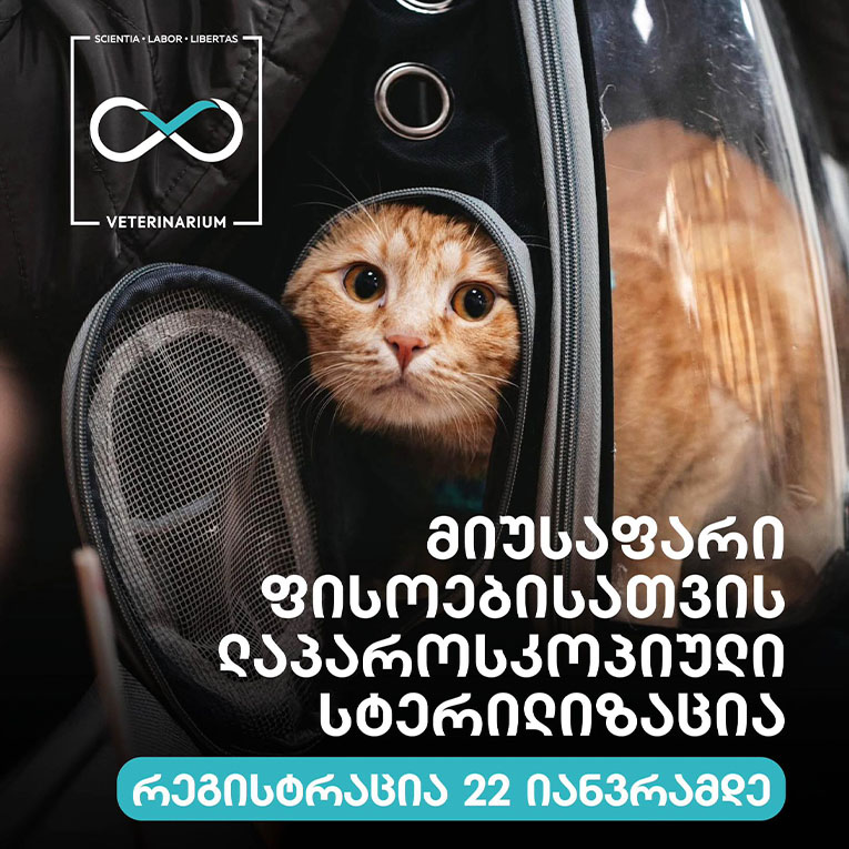 Veterinarium Clinic is launching a special campaign for stray cats